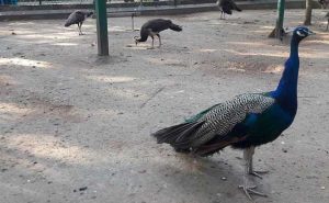 VoC Park & Zoo, Coimbatore - e Coimbatore - Coimbatore Local Directory